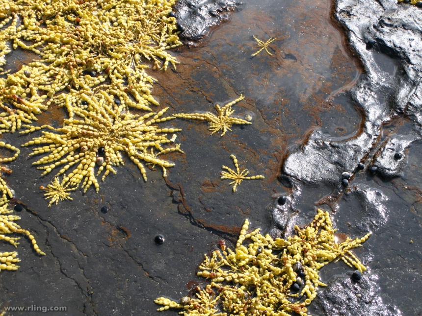 Neptune’s Necklace - ClimateWatch Australia- Citizen Science App