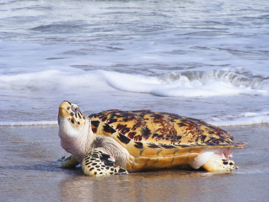 Hoksbil Totel (Hawksbill Turtle) - ClimateWatch Australia- Citizen ...