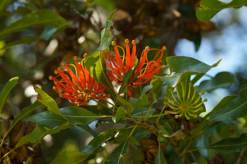 Firewheel Tree - ClimateWatch Australia- Citizen Science App