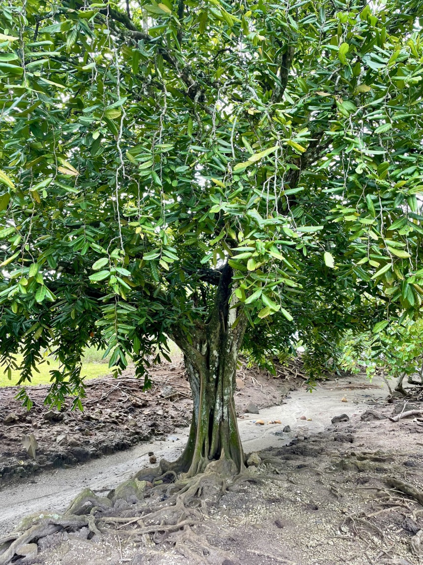 Namambe (Polynesian Chestnut) - ClimateWatch Australia- Citizen Science App