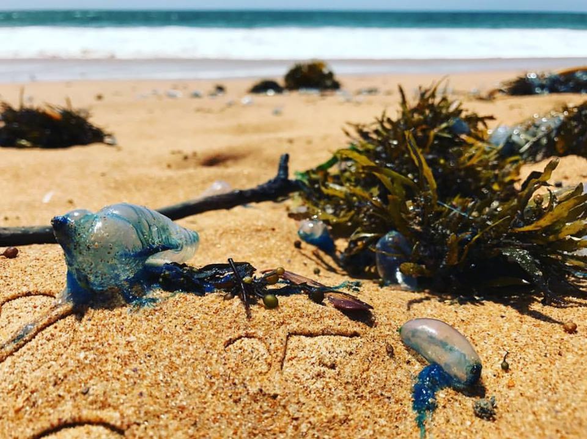 Blue Bottle Jellyfish On Beach