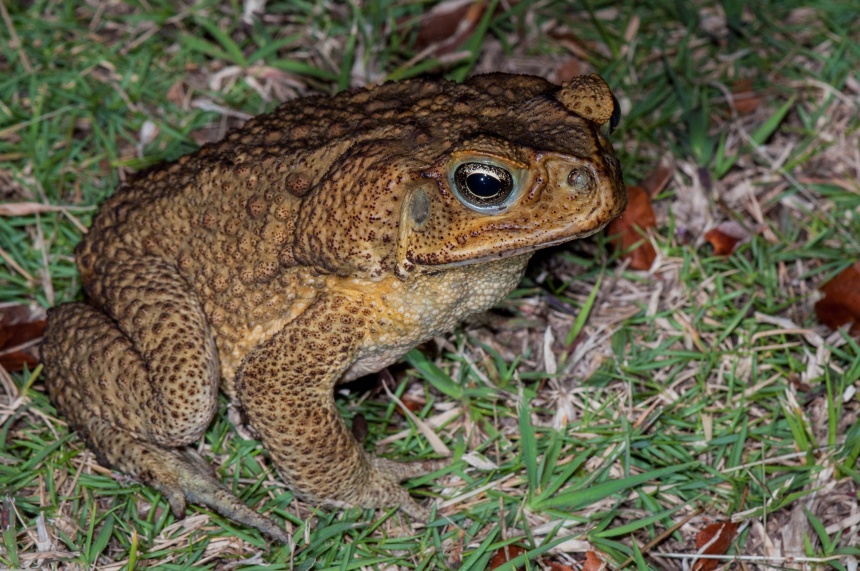 Cane Toad - ClimateWatch Australia- Citizen Science App