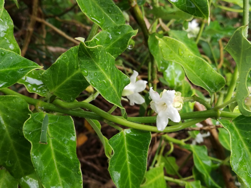 Moth Vine - ClimateWatch Australia- Citizen Science App
