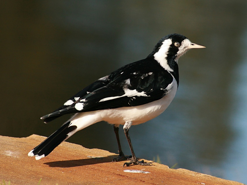 Magpie-lark - ClimateWatch Australia- Citizen Science App