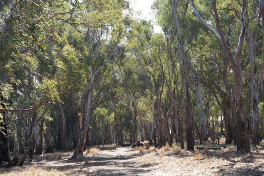 Reedy Swamp, Shepparton, VIC - ClimateWatch Australia- Citizen Science App