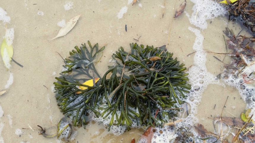 Velvet Weed - ClimateWatch Australia- Citizen Science App