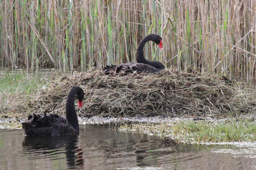 Black Swan - ClimateWatch Australia- Citizen Science App