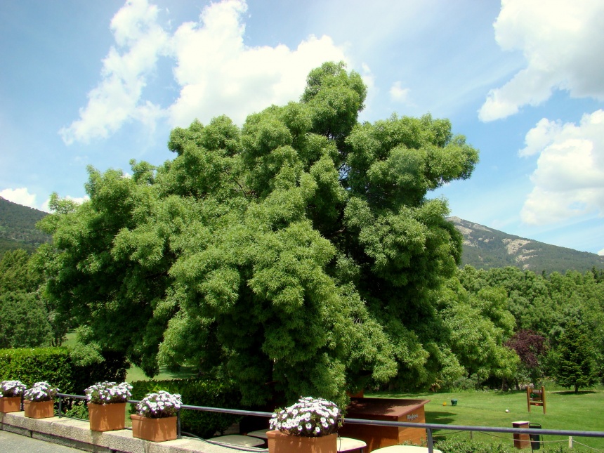 Ash Tree - ClimateWatch Australia- Citizen Science App