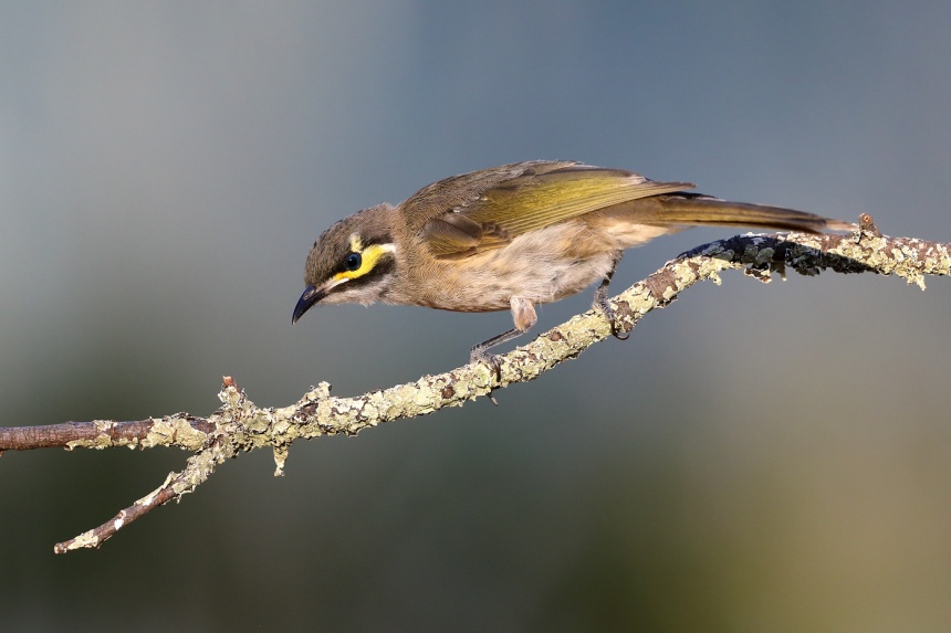 Yellow-faced Honeyeater - ClimateWatch Australia- Citizen Science App