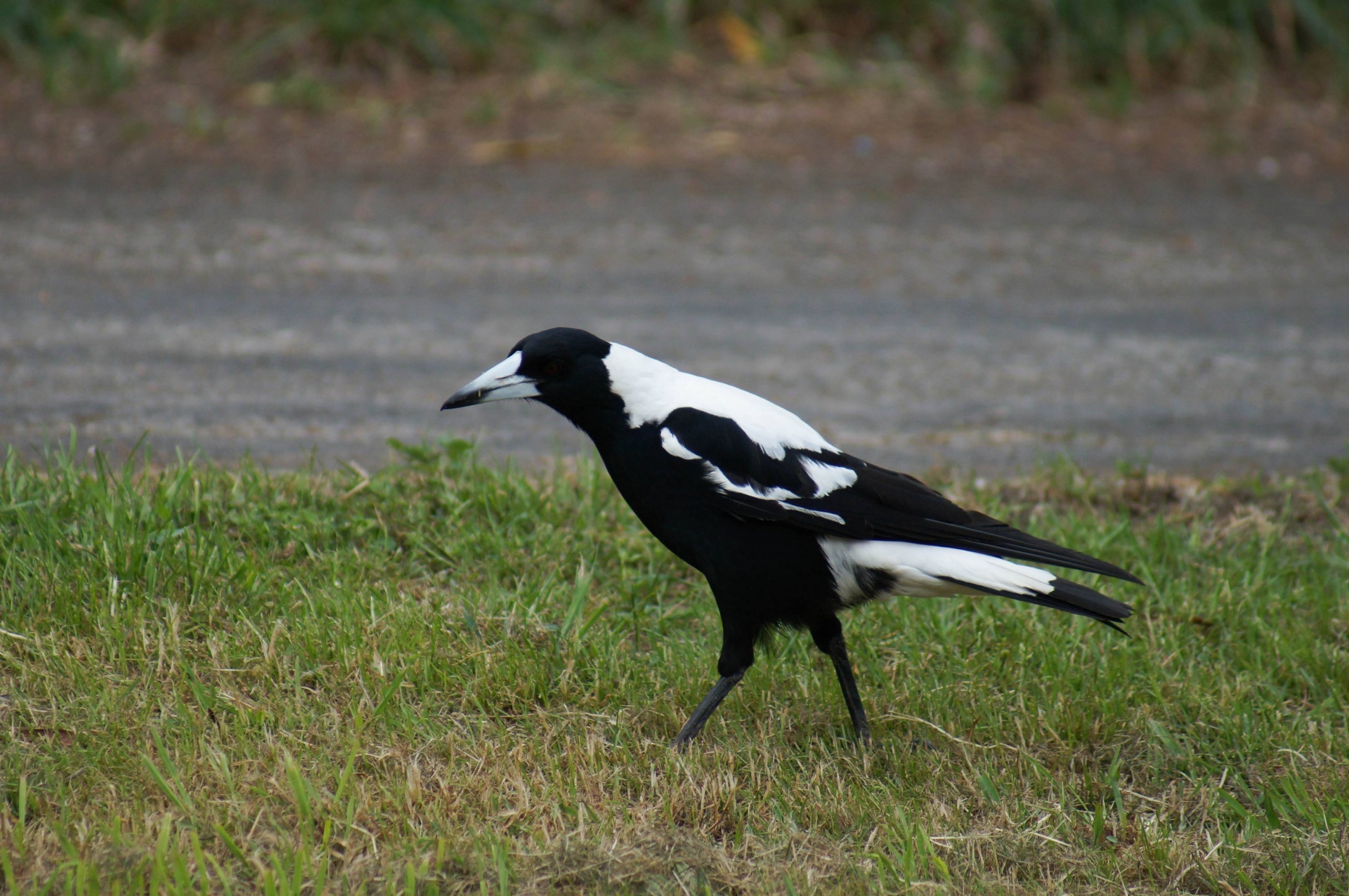 Australian Magpie