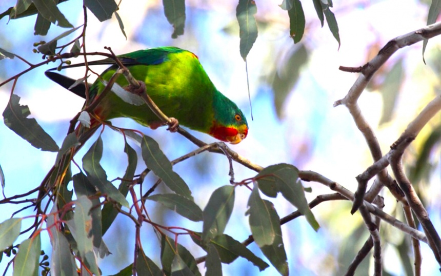 Swift Parrot - ClimateWatch Australia- Citizen Science App
