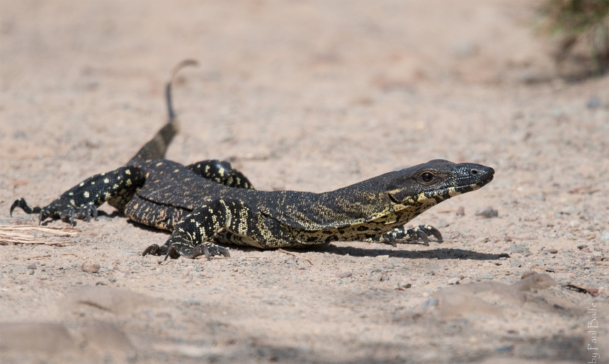Lace Monitor - ClimateWatch Australia- Citizen Science App