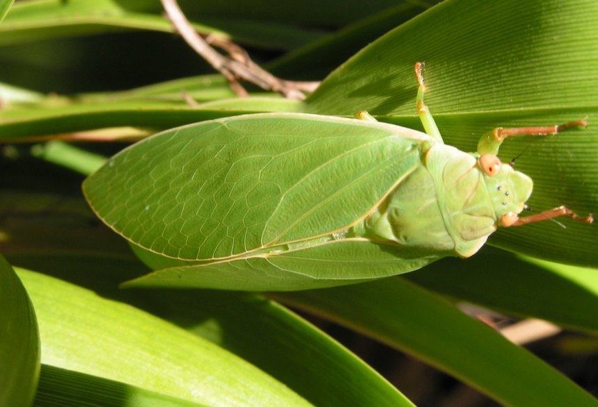 Bladder Cicada - ClimateWatch Australia- Citizen Science App