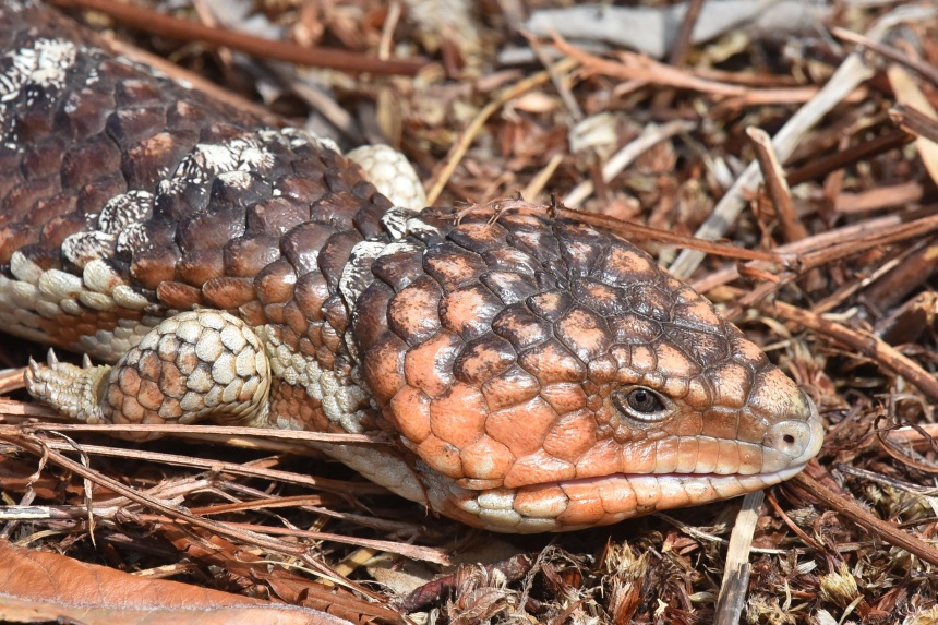 Bobtail - ClimateWatch Australia- Citizen Science App