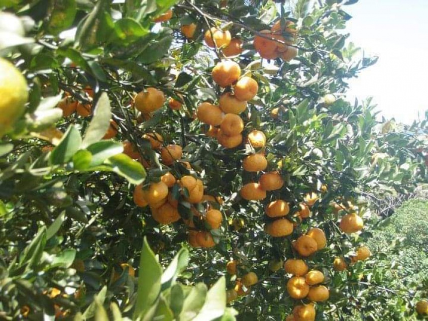 Mandarin - ClimateWatch Australia- Citizen Science App