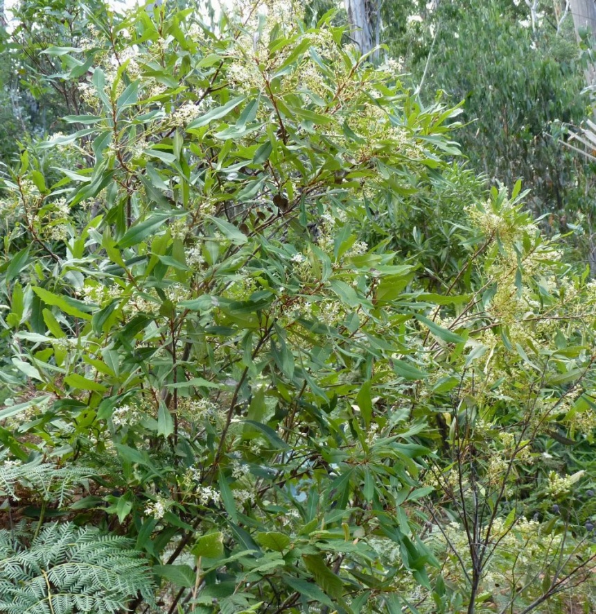 Tree Lomatia - ClimateWatch Australia- Citizen Science App