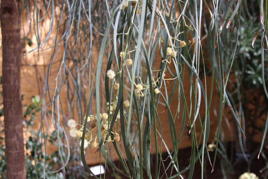 River Cooba - ClimateWatch Australia- Citizen Science App