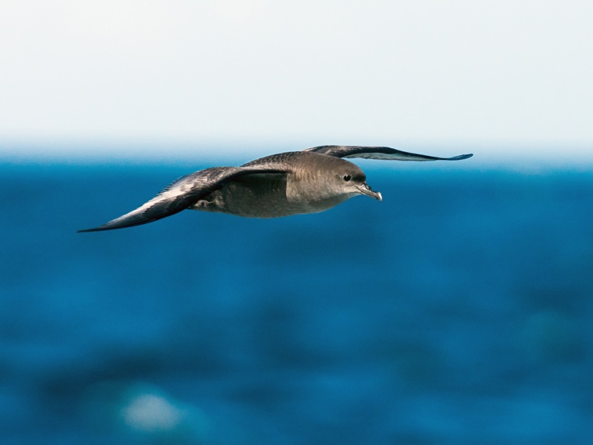 Short-tailed Shearwater - ClimateWatch Australia- Citizen Science App