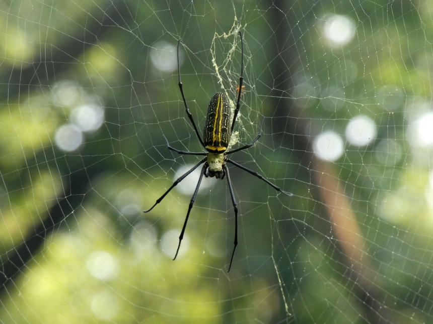 Giant Golden Orb Spider - ClimateWatch Australia- Citizen Science App
