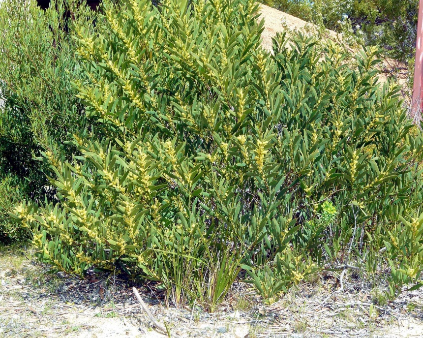 Sydney Golden Wattle - ClimateWatch Australia- Citizen Science App