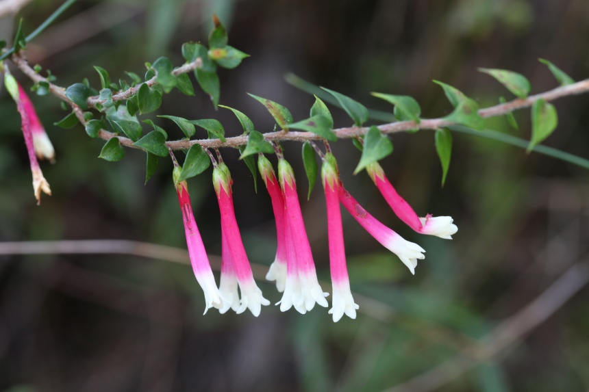 Fuchsia Heath - ClimateWatch Australia- Citizen Science App