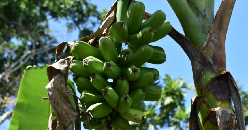 Banana - ClimateWatch Australia- Citizen Science App