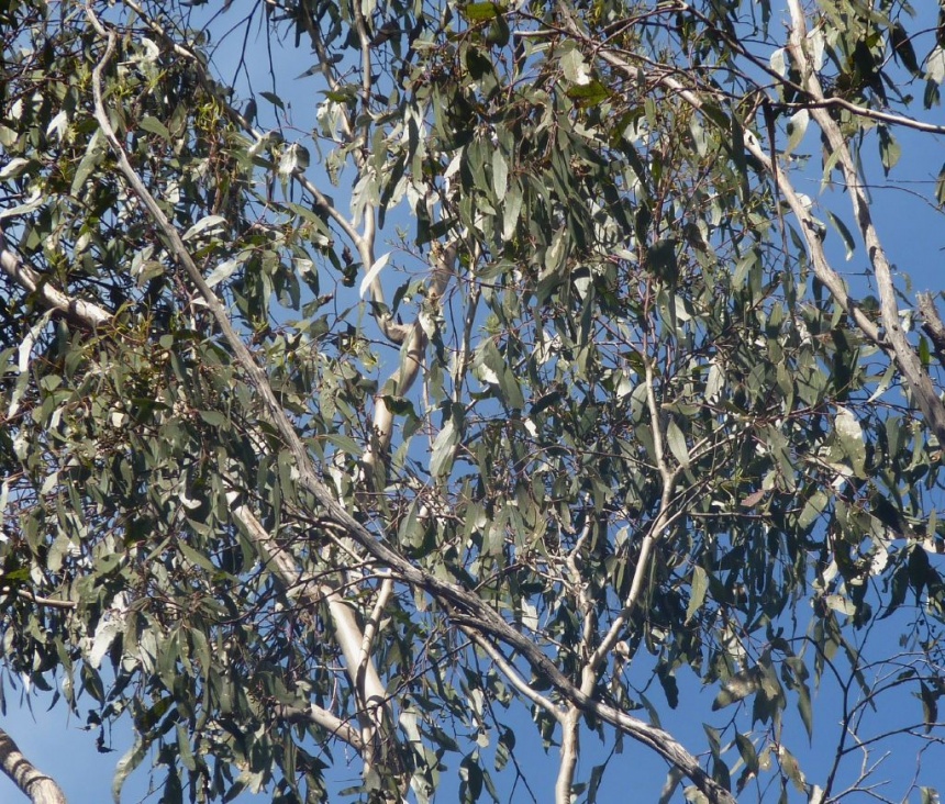 Grey Box - ClimateWatch Australia- Citizen Science App