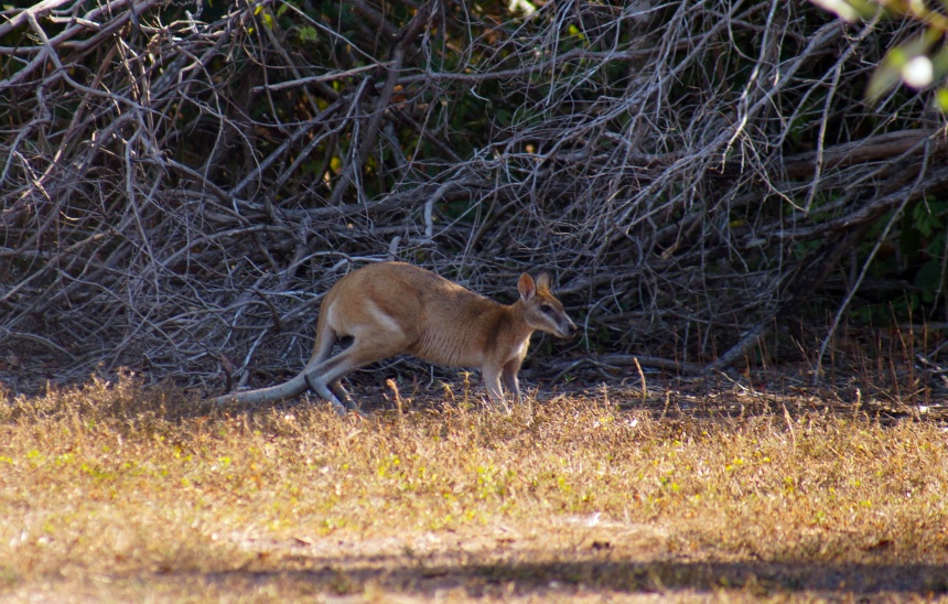Agile Wallaby - ClimateWatch Australia- Citizen Science App