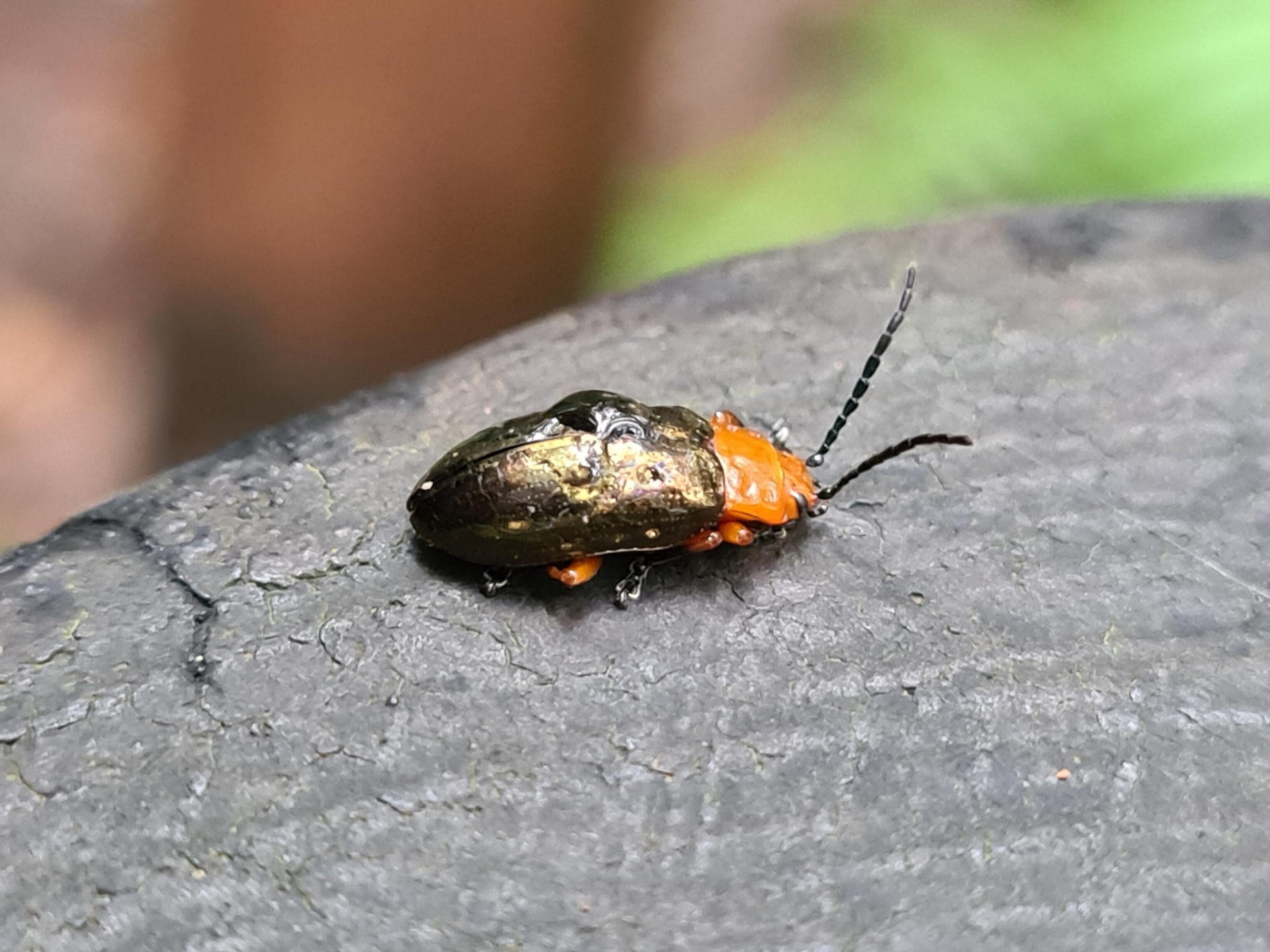 Leaf Beetle